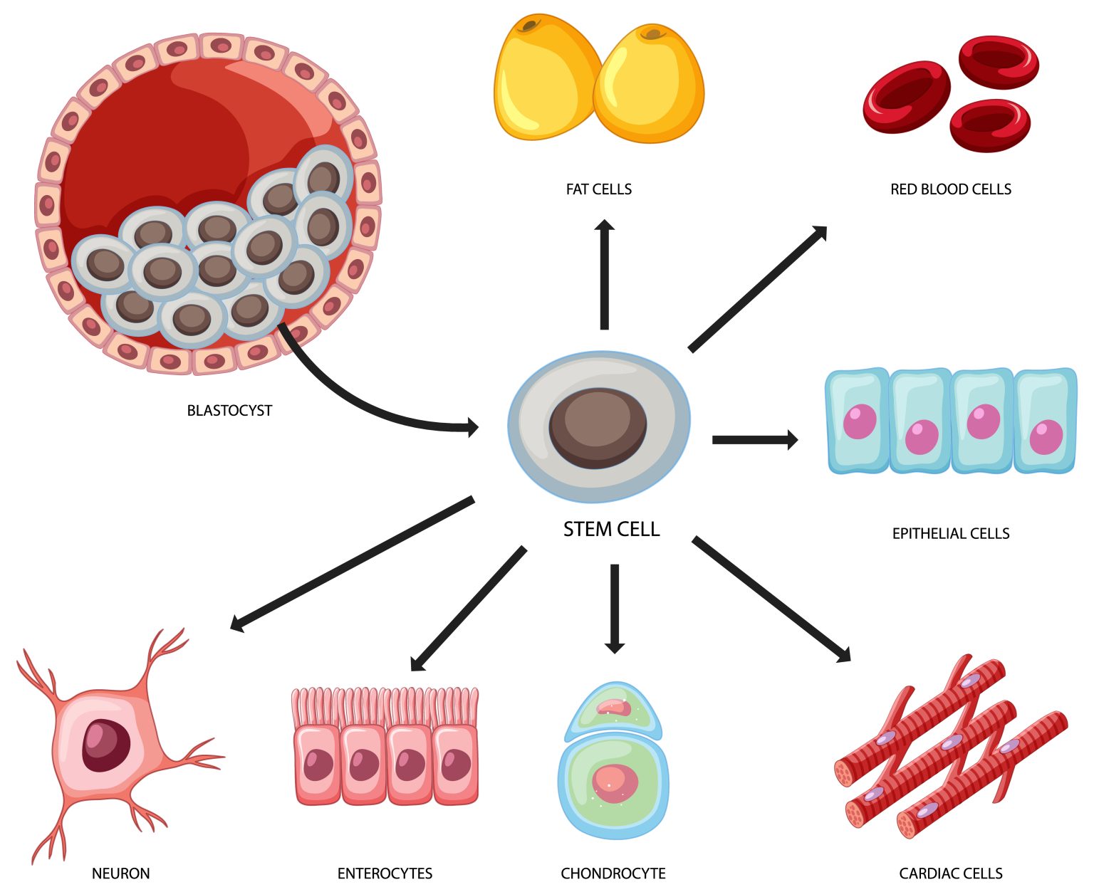 Mengenali Jenis-Jenis Sel Punca (Stem Cell) – Tim Sel Punca (Stem Cell ...